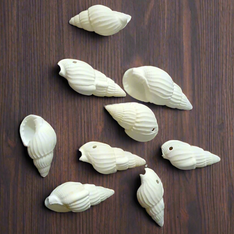 White Trumpet Shells – Keipach